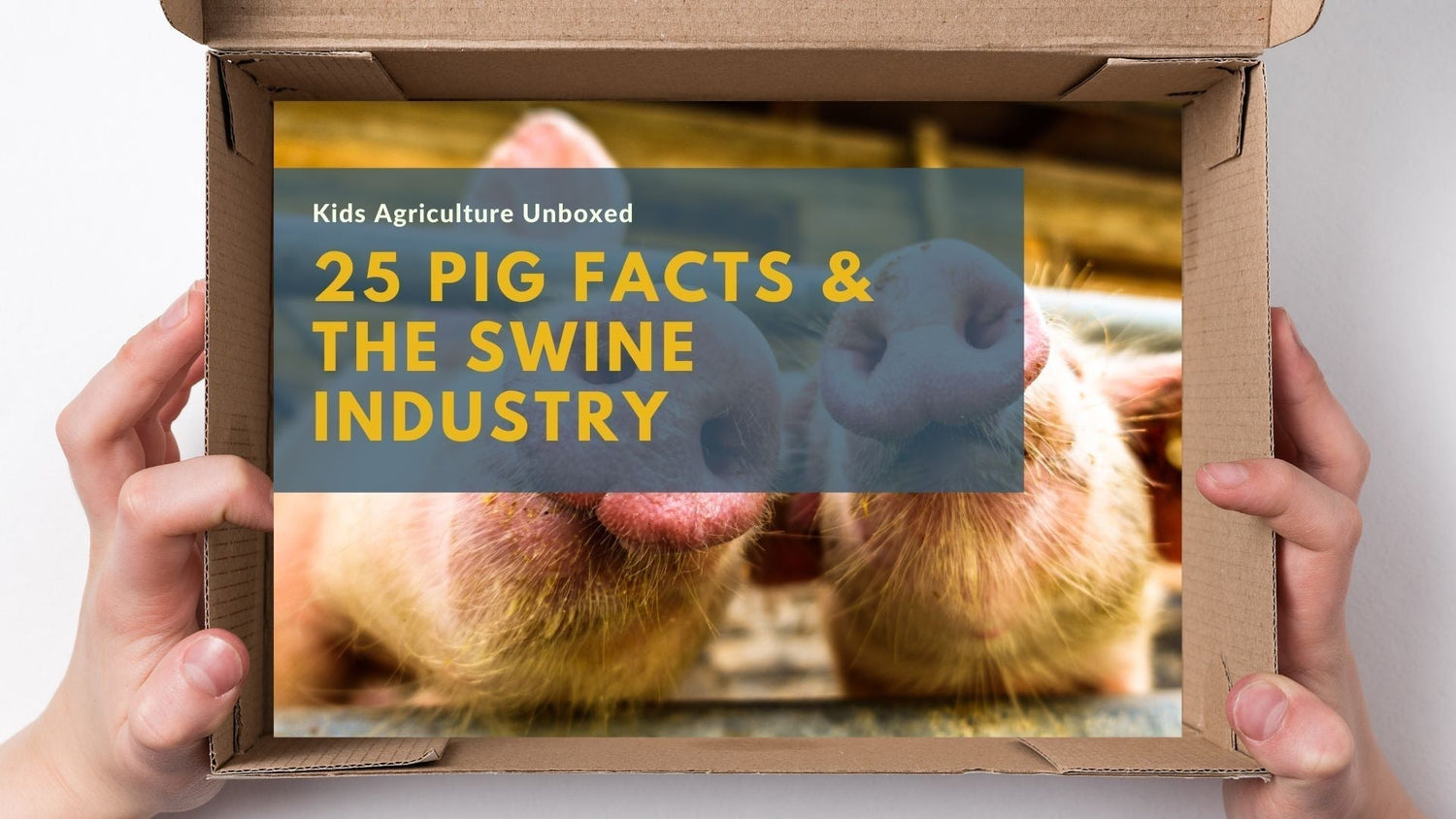 25 Amazing Pig Facts and Teaching Youth About the Swine Industry ...