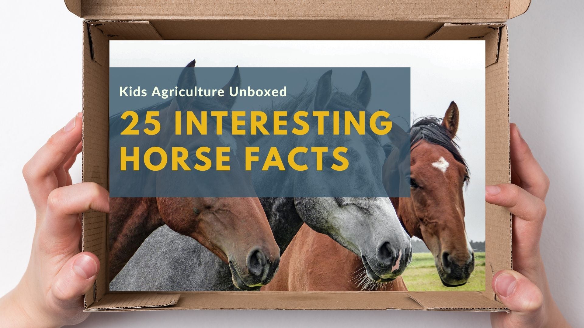 25 Fun and Interesting Horse Facts for Kids – Agriculture Unboxed Shop ...