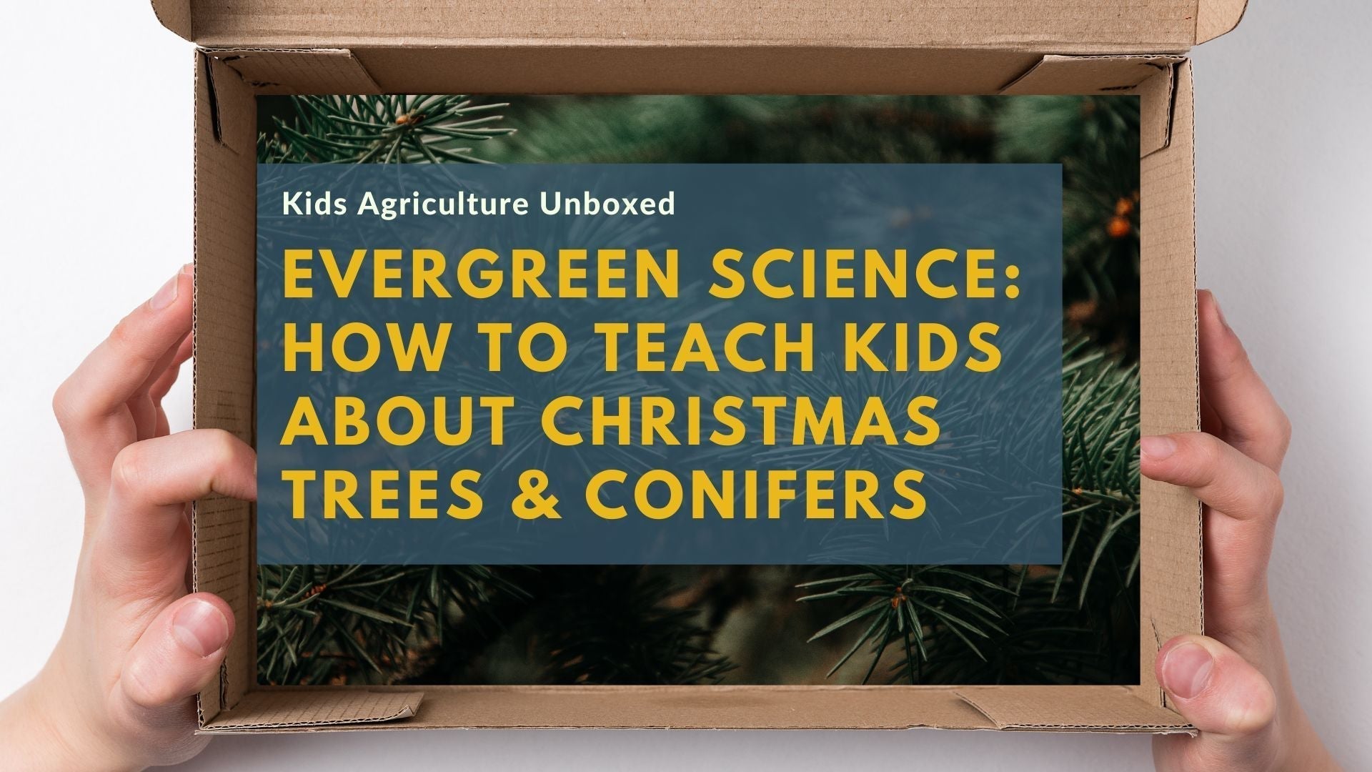 Evergreen Science: How to Teach Kids About Christmas Trees & Conifers ...