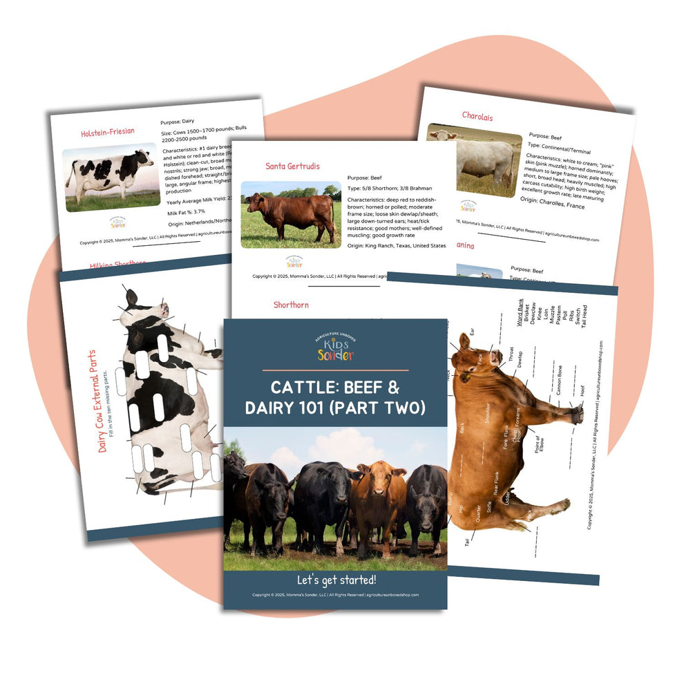 Cattle: Beef & Dairy 101 (Printable PDF) – Agriculture Unboxed Shop ...