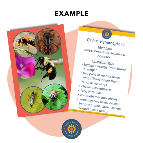 Flashcards: Entomology: Taxonomy and Identification of Insects and Ara ...