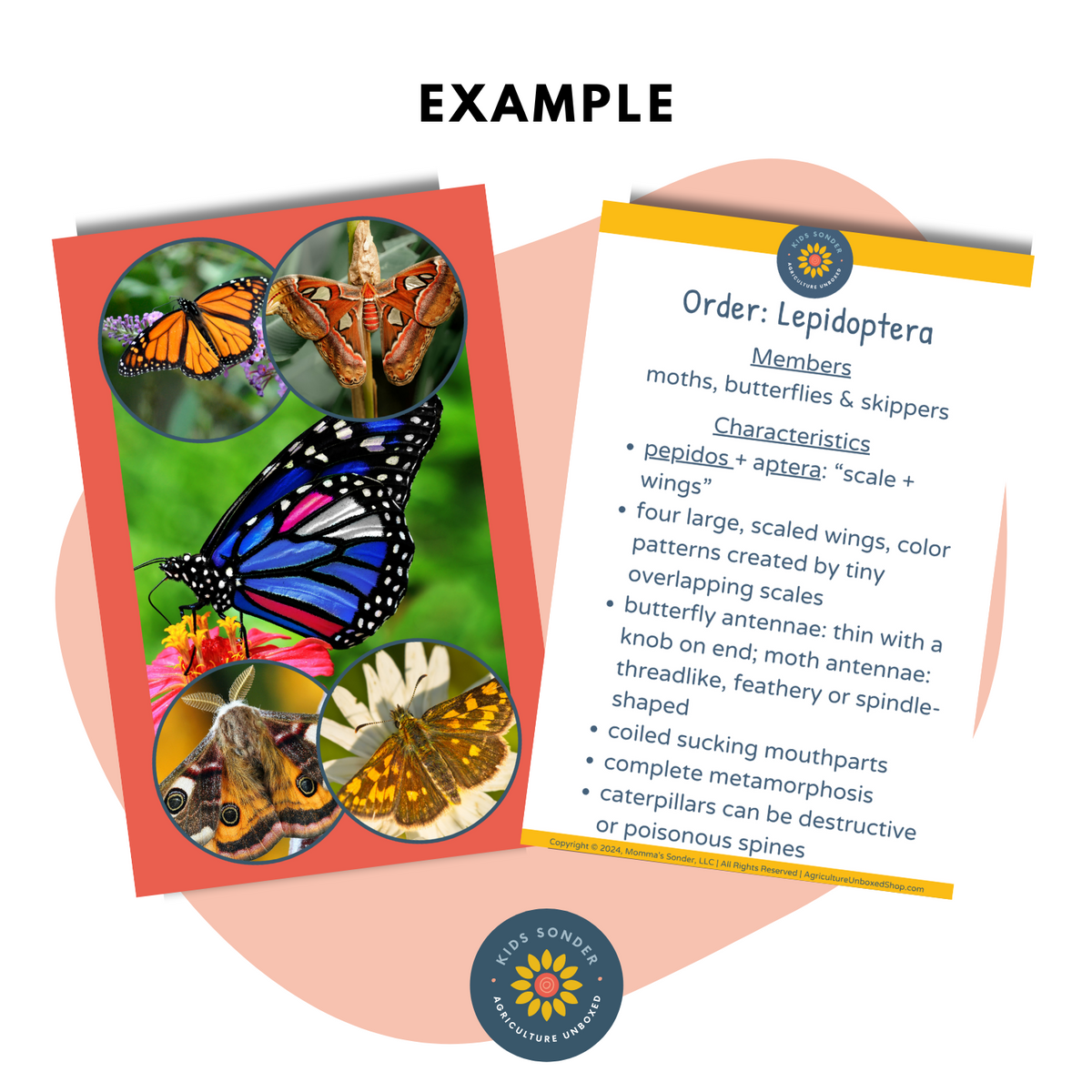 Flashcards: Entomology: Taxonomy and Identification of Insects and Ara ...