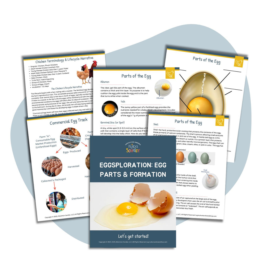 Eggsploration: Egg Parts and Formation (Printable PDF) – Agriculture ...