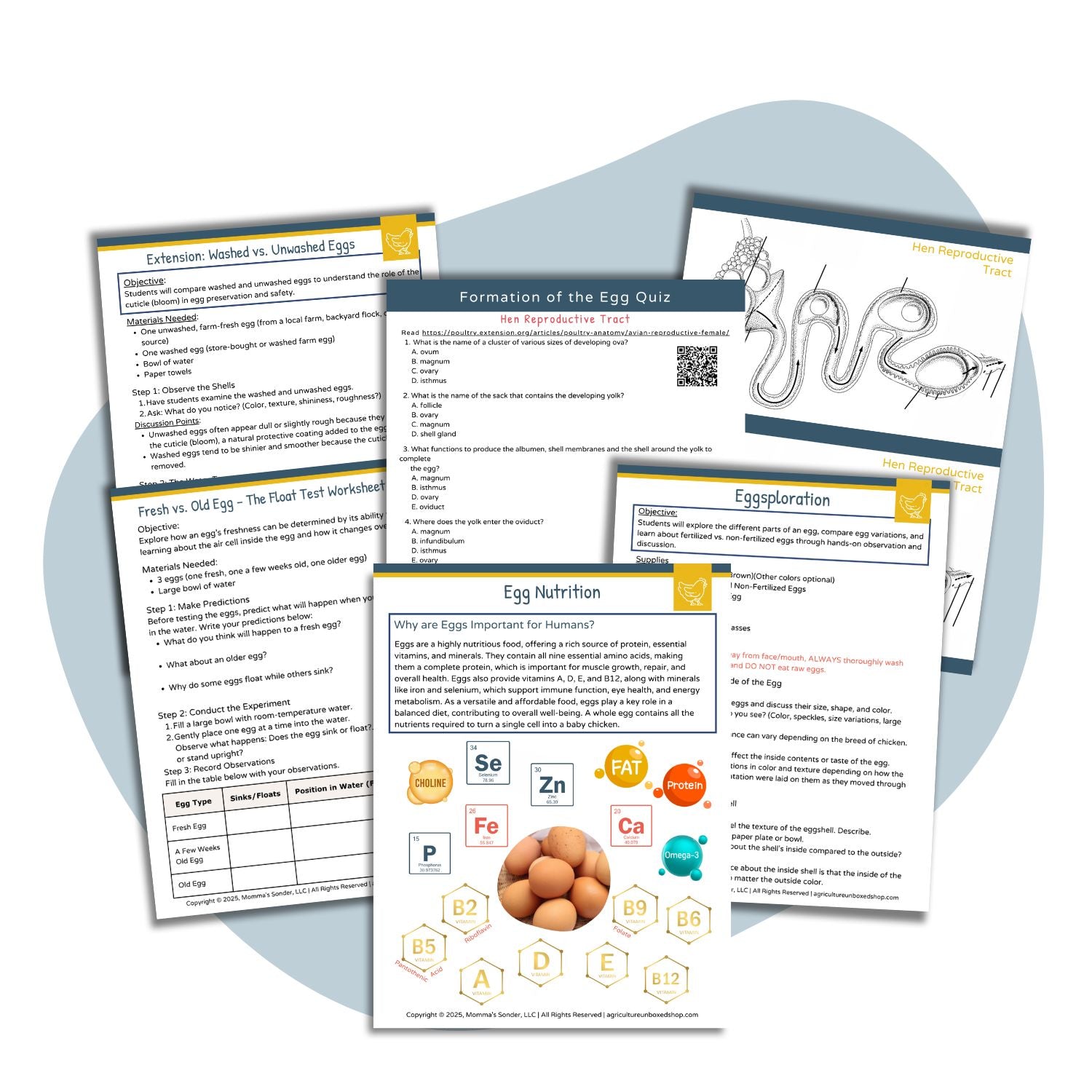 Eggsploration: Egg Parts and Formation (Printable PDF) – Agriculture ...